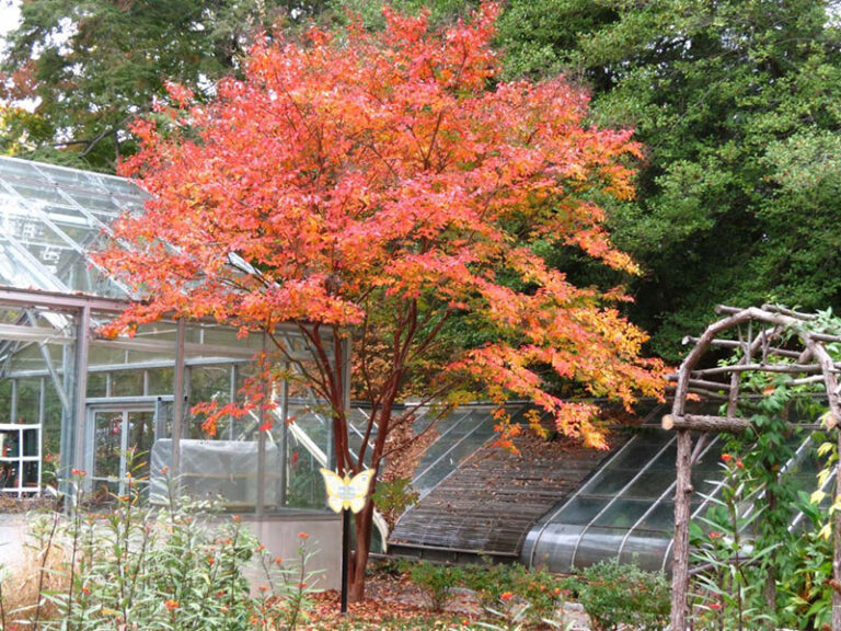 Circle Trap for Catching Spotted Lanternfly - The Montclair Foundation