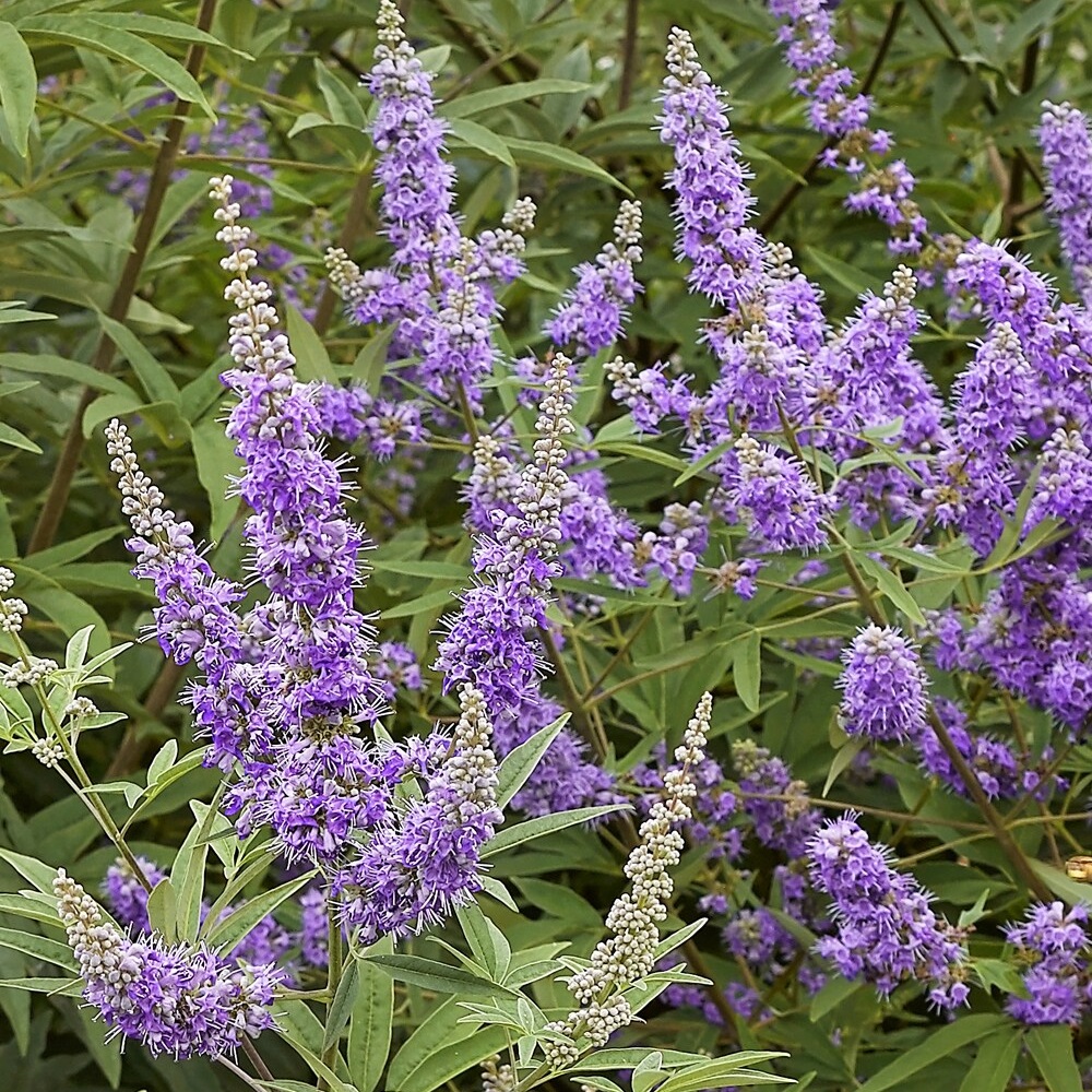 Van Vleck Online Plant Sale - The Montclair Foundation